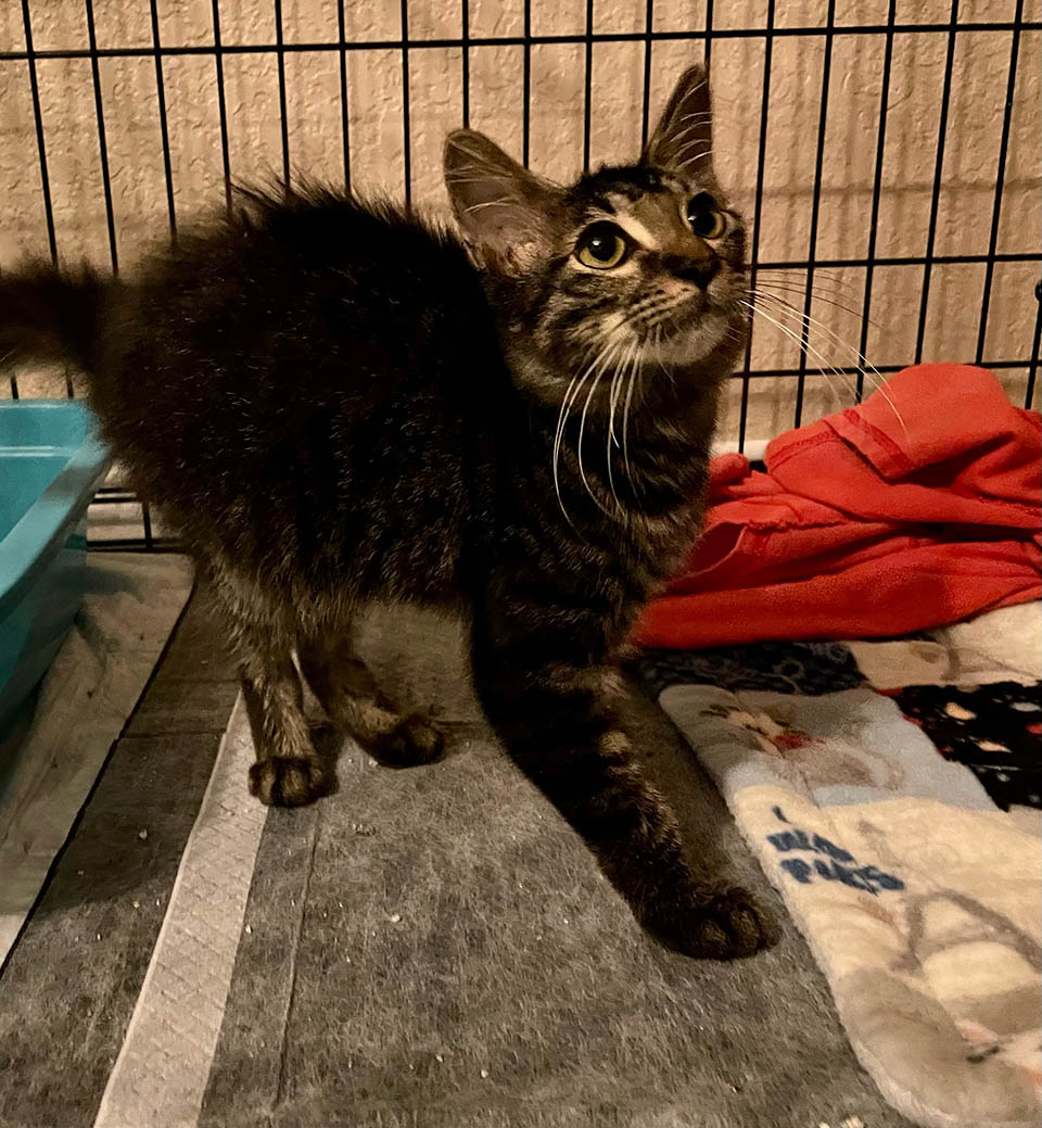 Clark Gable – Kitten Rescue NW San Antonio